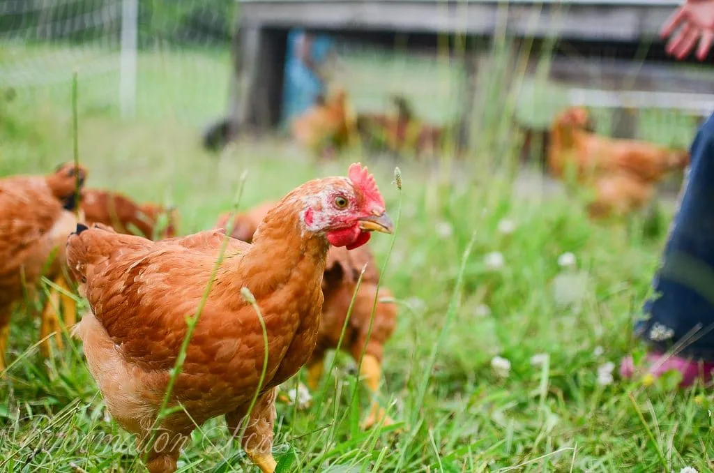 Chore Time: Moving the Pastured Ranger Broilers (VIDEO) - Reformation Acres