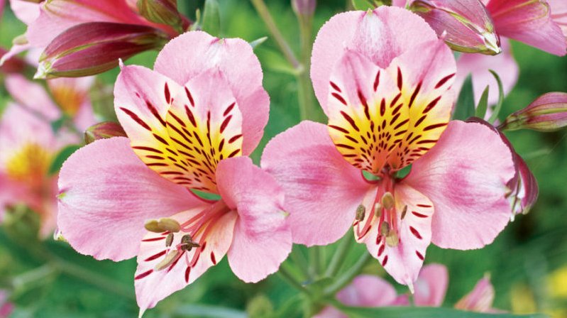 7 Loveliest Summer Flowers You’ll Want In Your Garden - Reformation Acres