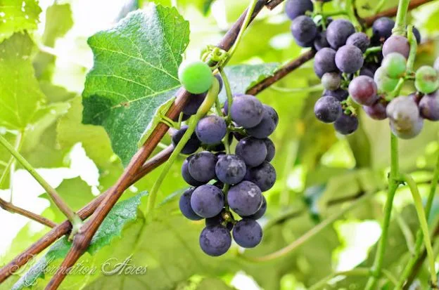 Best Mulch for Berries and Grapes