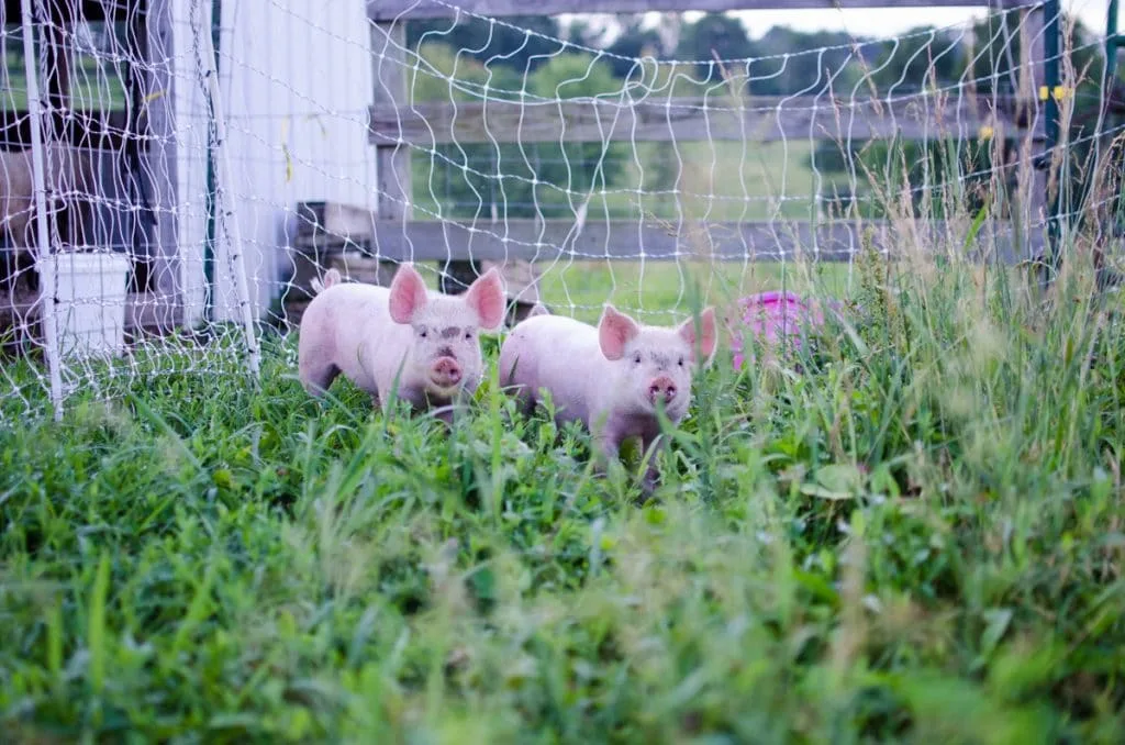 Self-Sufficient Living & Homesteading Tips for Your Dream Life