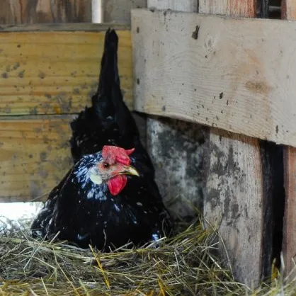 The Ancona Chicken: An In-Depth Breed Profile