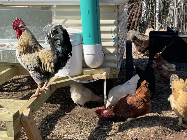 Making a DIY Mobile Chicken Coop - Reformation Acres